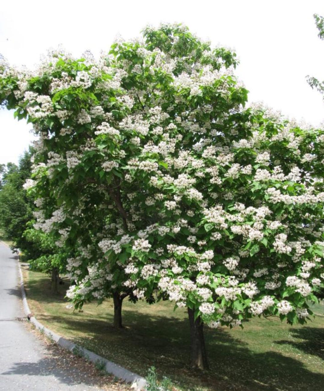 5 Catalpa Tree Live Plants, Bare Root Seedlings, 6 to 12 Inch Tall ...