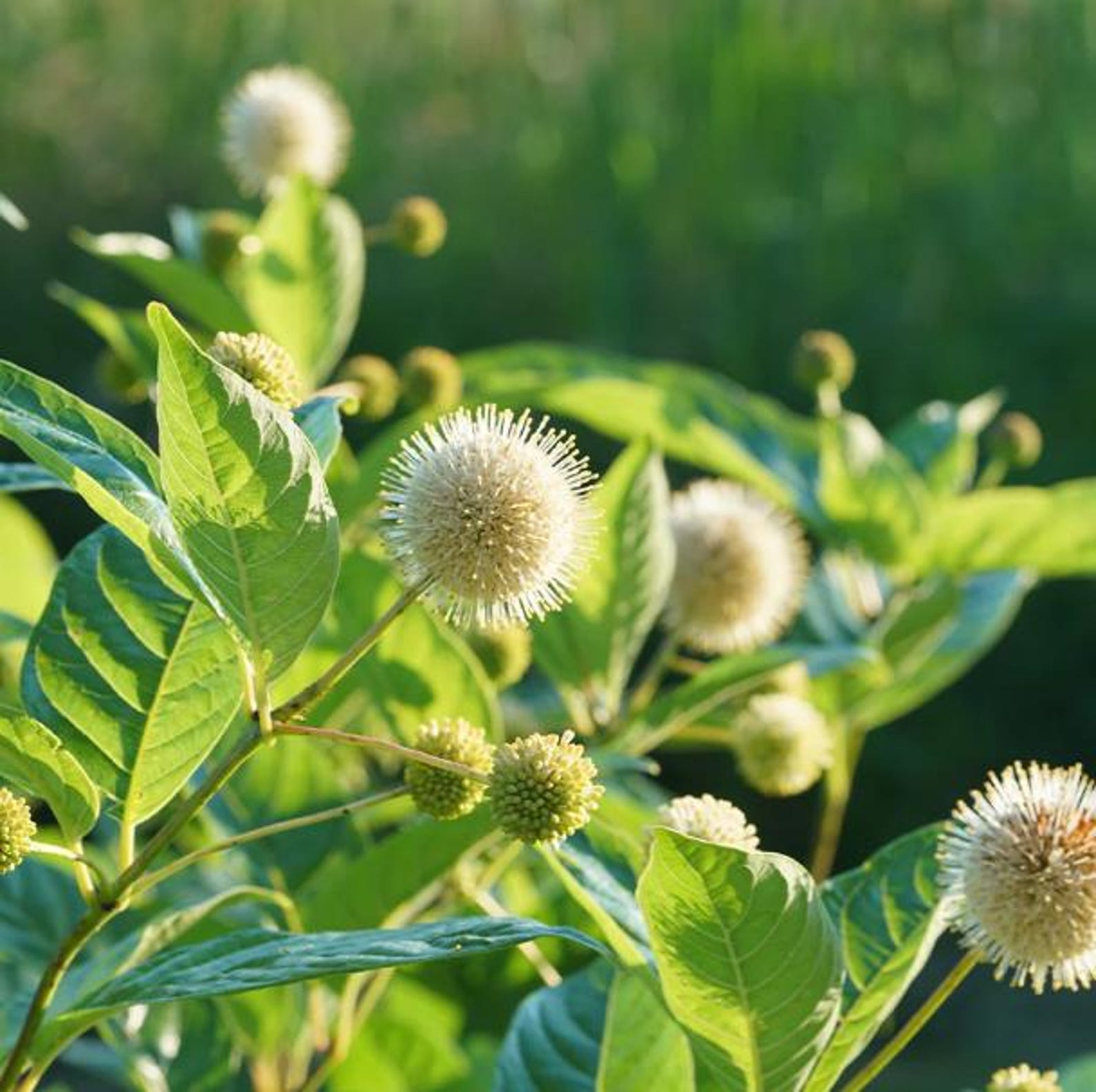 5 Bare Roots Button Bush Tree Seedling for Planting, 1-2ft Tall No ...