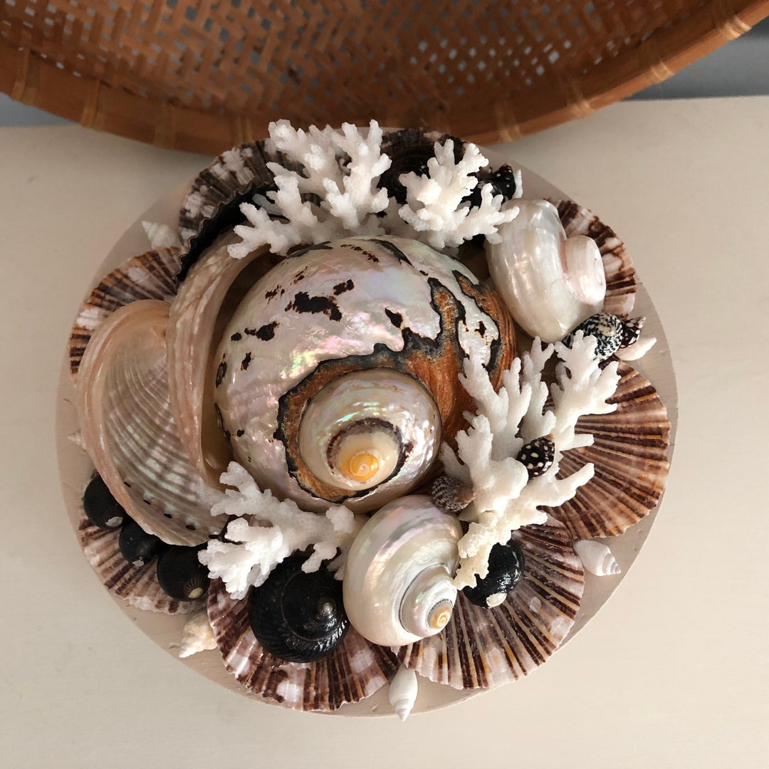 Seashell Topped Round Jewelry Box Seashell Trinket Box Beach - Etsy