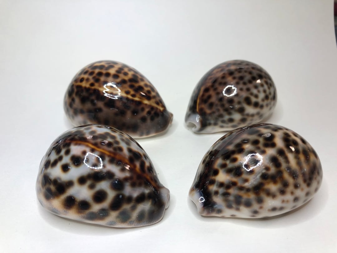 Set of 4 Tiger Crowie Seashells - Etsy