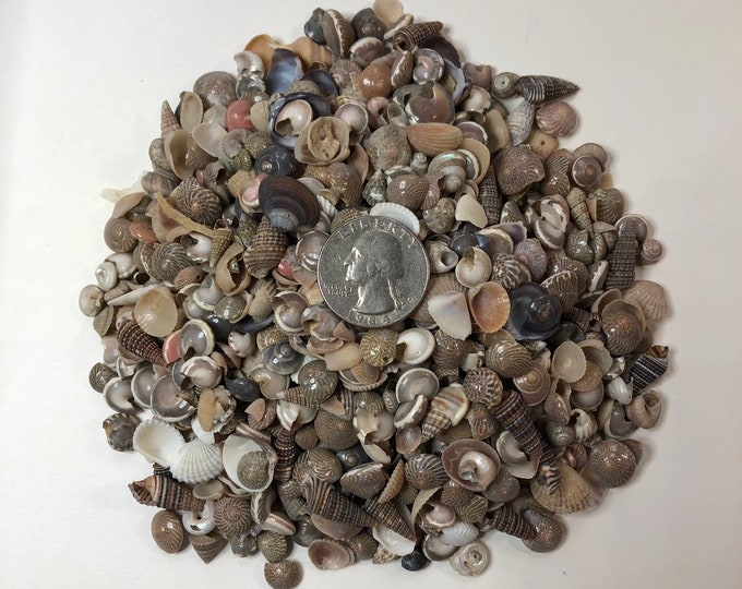 Bulk Mix Tiny Seashells, Craft Seashell, Beach Decor, Seashell Decor - Etsy
