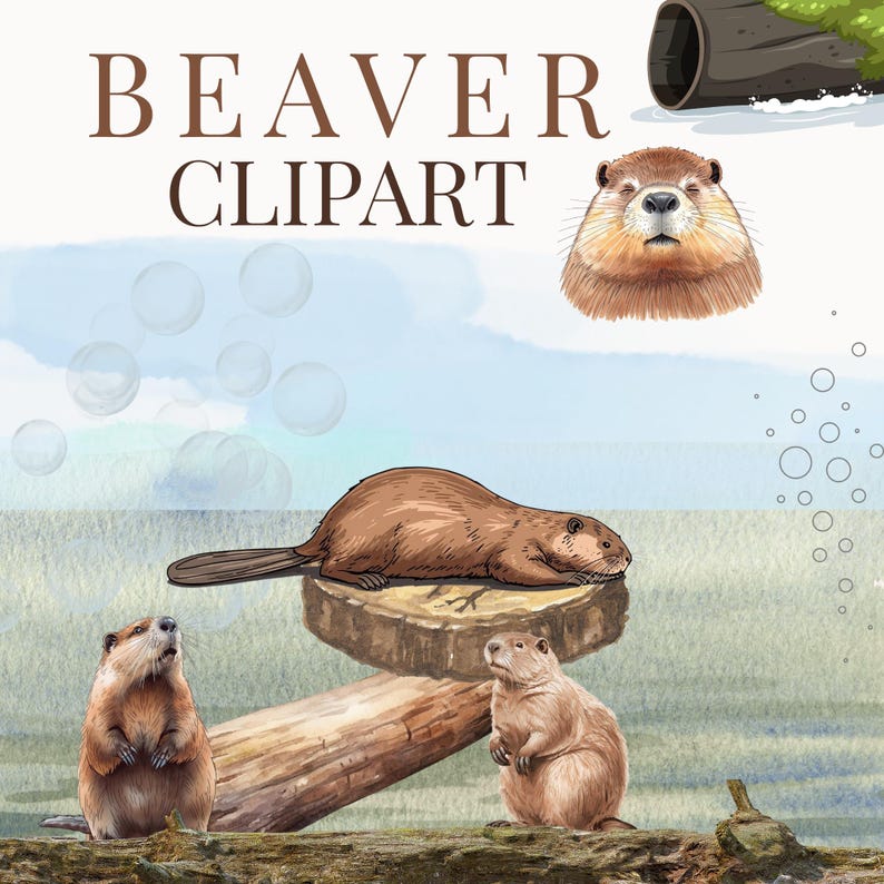 Beaver Clipart | Woodland Animal Illustration | 20 Pngs | Transparent ...