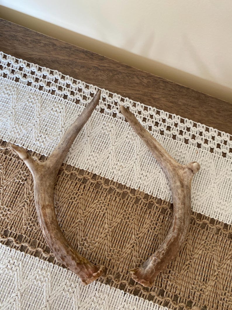 Vintage Deer Antler Pair – 8" Real Shed Antlers, Rustic Cabin Decor - Etsy