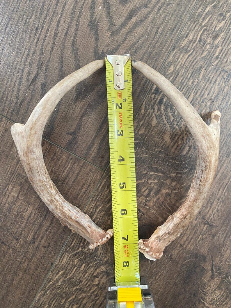 Vintage Deer Antler Pair – 8" Real Shed Antlers, Rustic Cabin Decor - Etsy