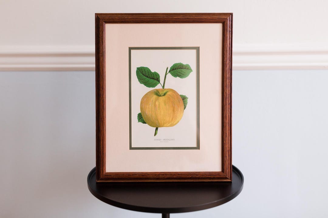 Vintage Apple Print, Professionally Framed - Etsy