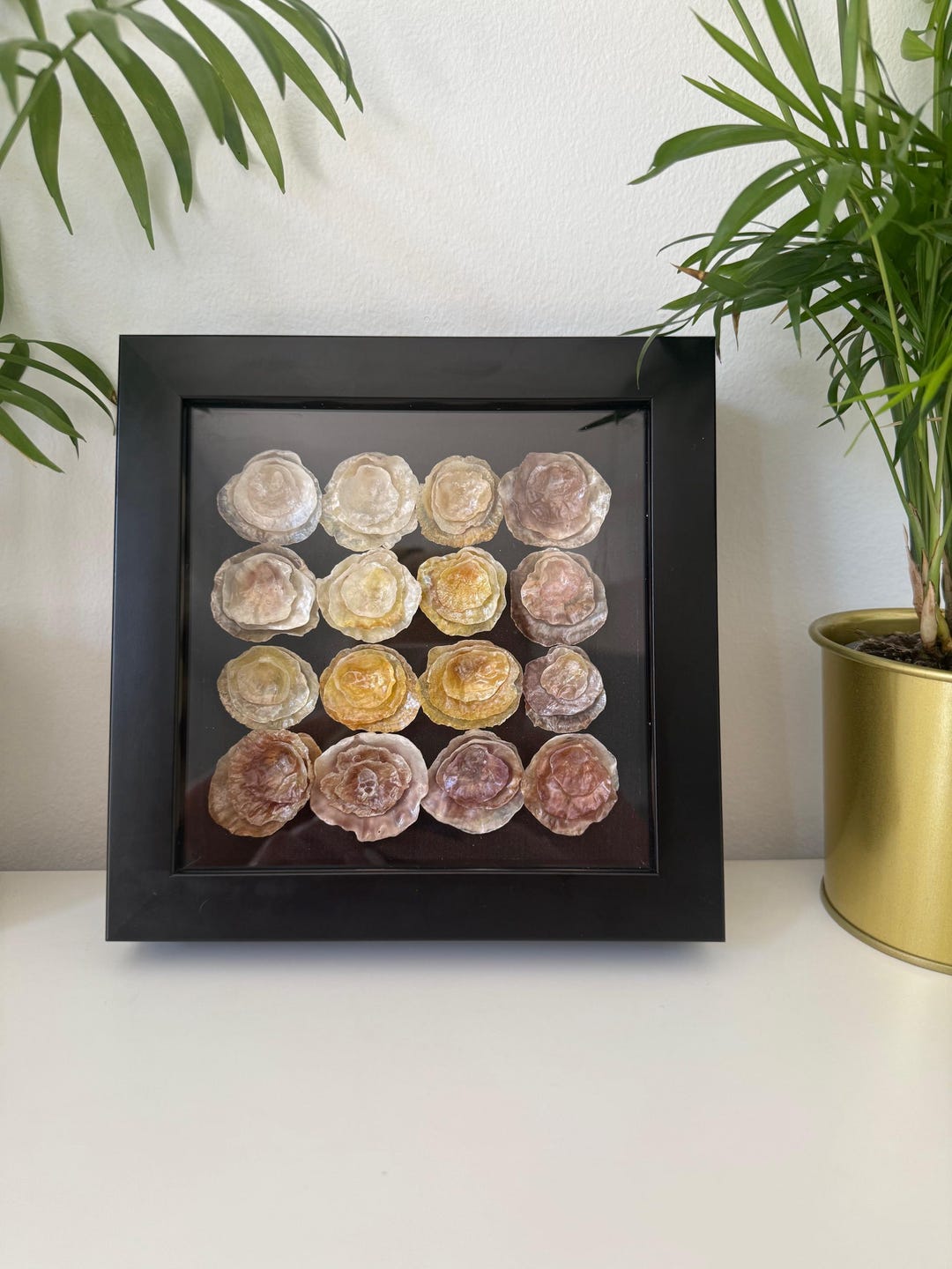 Jingle Shell Grid, Valencia - Etsy