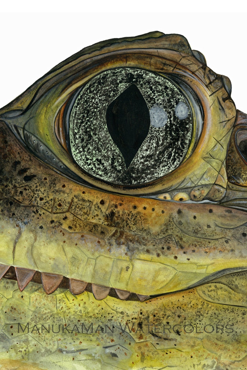 Crocodile Eye Watercolor Study by Damon Crook (print Sized for 11 X 14 ...