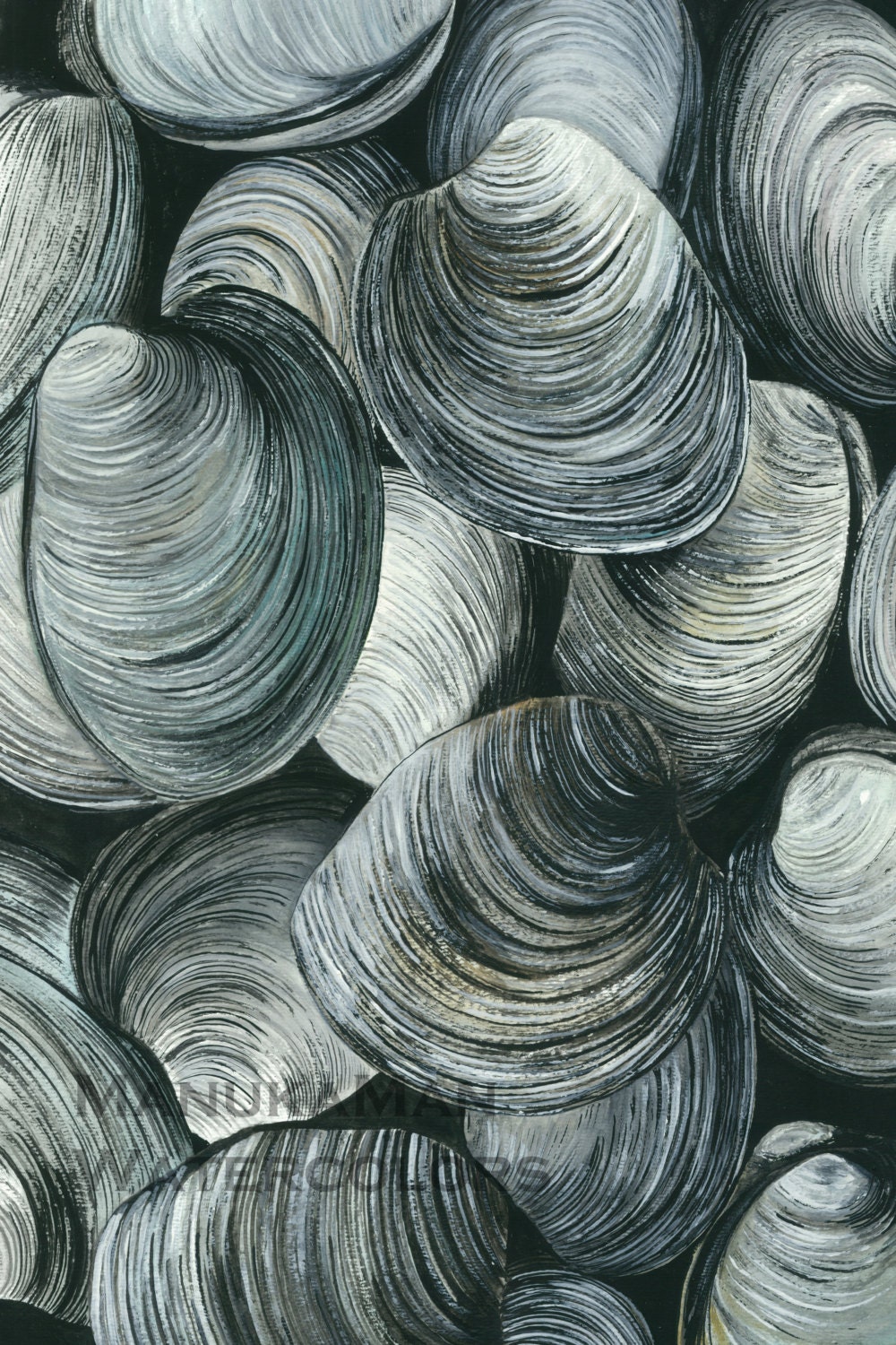 Cape Cod Quahog Watercolor Study 2 by Damon Crook (sized for 11 X 14 ...