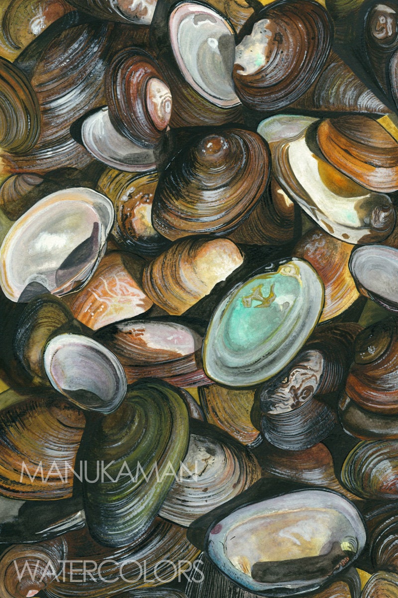 Cape Cod Kettle Pond Freshwater Mussel Shells (print of a Watercolor by ...
