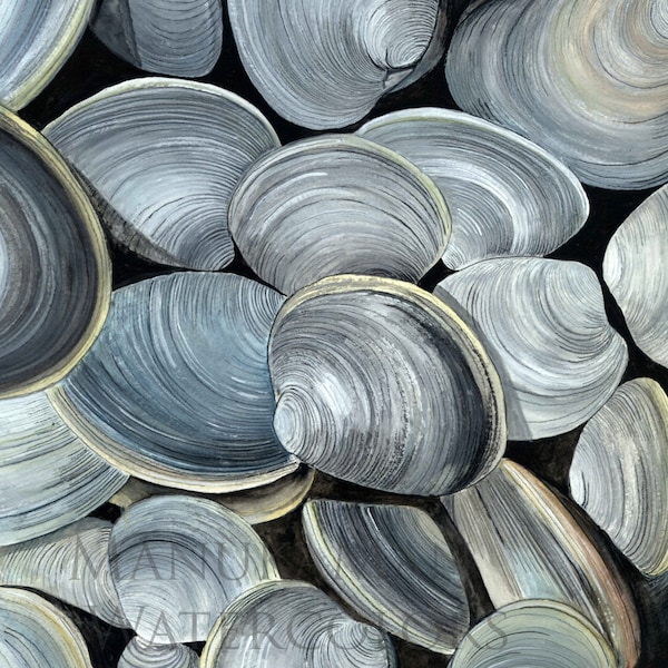 Quahog Shell - Etsy