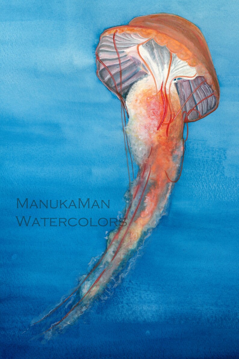 Sea Nettle Jellyfish Watercolor Print (sized for 11 X 14 Frame) by ...