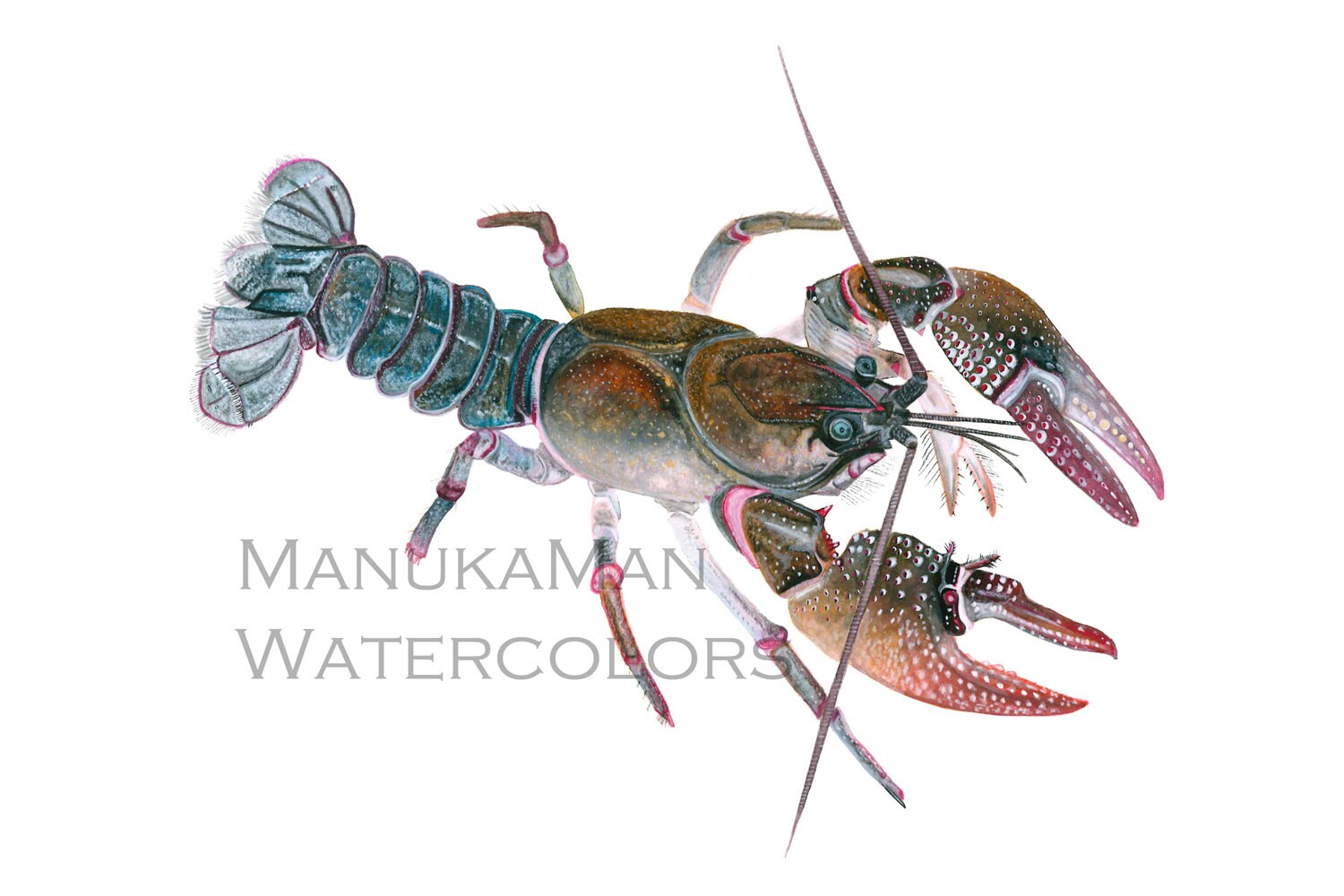 Crayfish Study 1watercolor Print by Damon Crook - Etsy