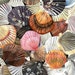 Bay Scallop Shells Watercolor (print) by Damon Crook (11 X 14) - Etsy