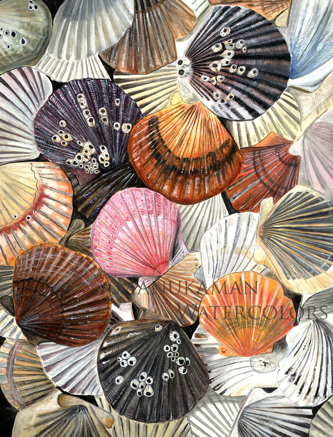 Bay Scallop Shells Watercolor (print) by Damon Crook (11 X 14) - Etsy