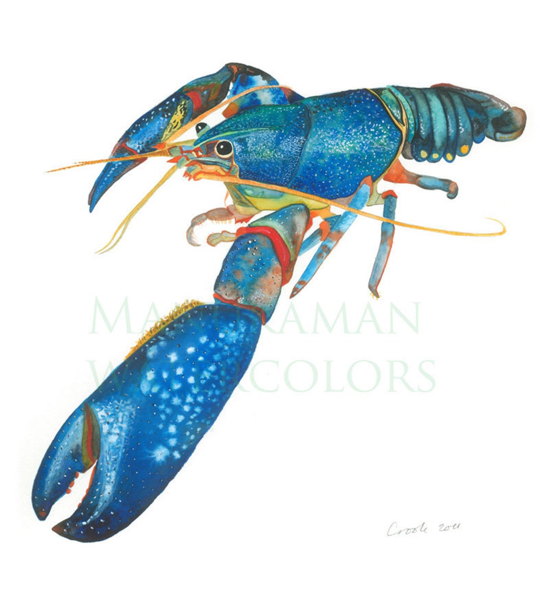 Watercolor Print of Blue Lobster by Damon Crook (for 11 X 14 Inch Frame ...