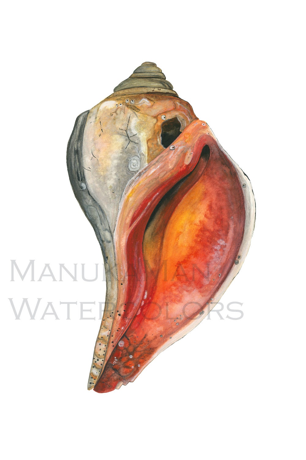 Print of a Knobbed Whelk From an Original Watercolor Painting by Damon ...