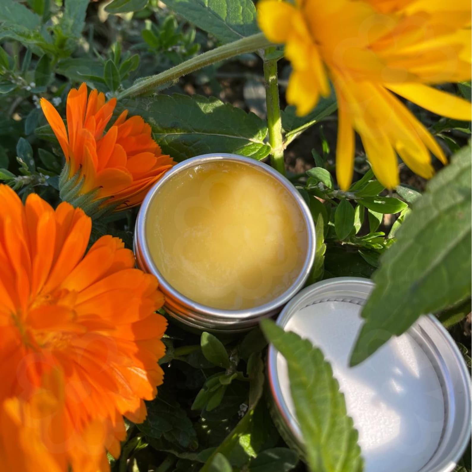 Calendula Salve Recipe, Printable Label, DIY Herbal Balm Tutorial With ...