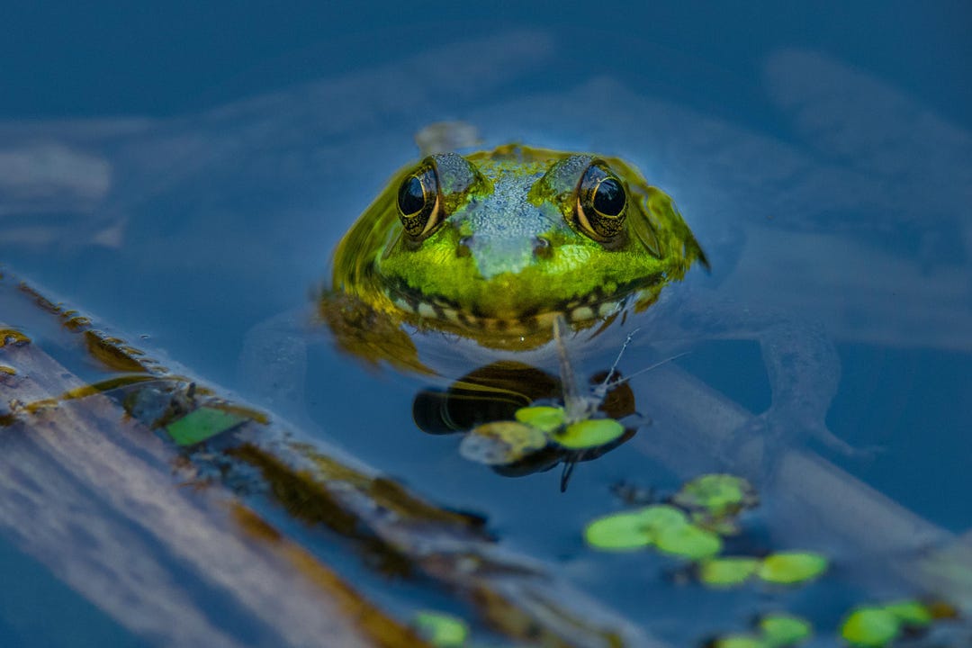 Phrog Foto (frog) - Etsy