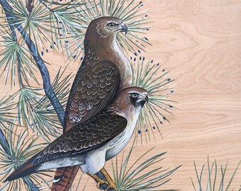 Red Tailed Hawk Art Hawk Art Print 6x9 Art Print Hawk - Etsy