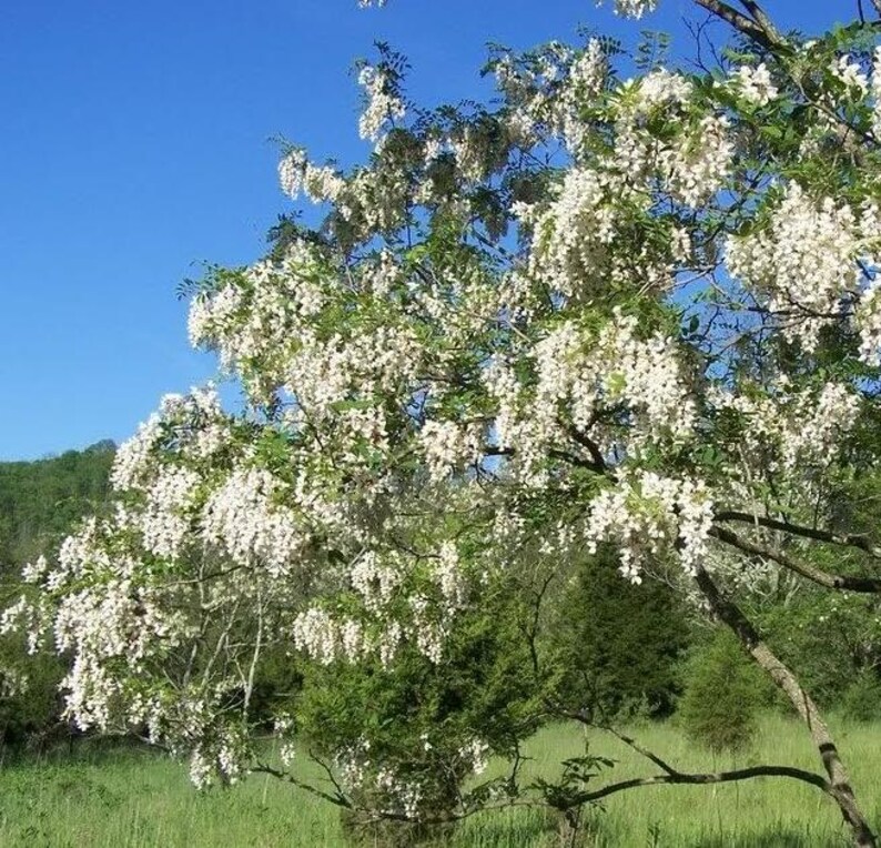 5 Black Locust Native Tree Bareroots 1-2ft - Etsy