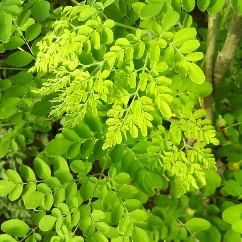 5 Black Locust Native Tree Bareroots 1-2ft - Etsy