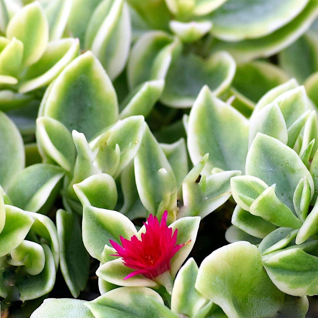 Variegated Aptenia Baby Sun Rose Ice Plant Live 4" Pot - Etsy