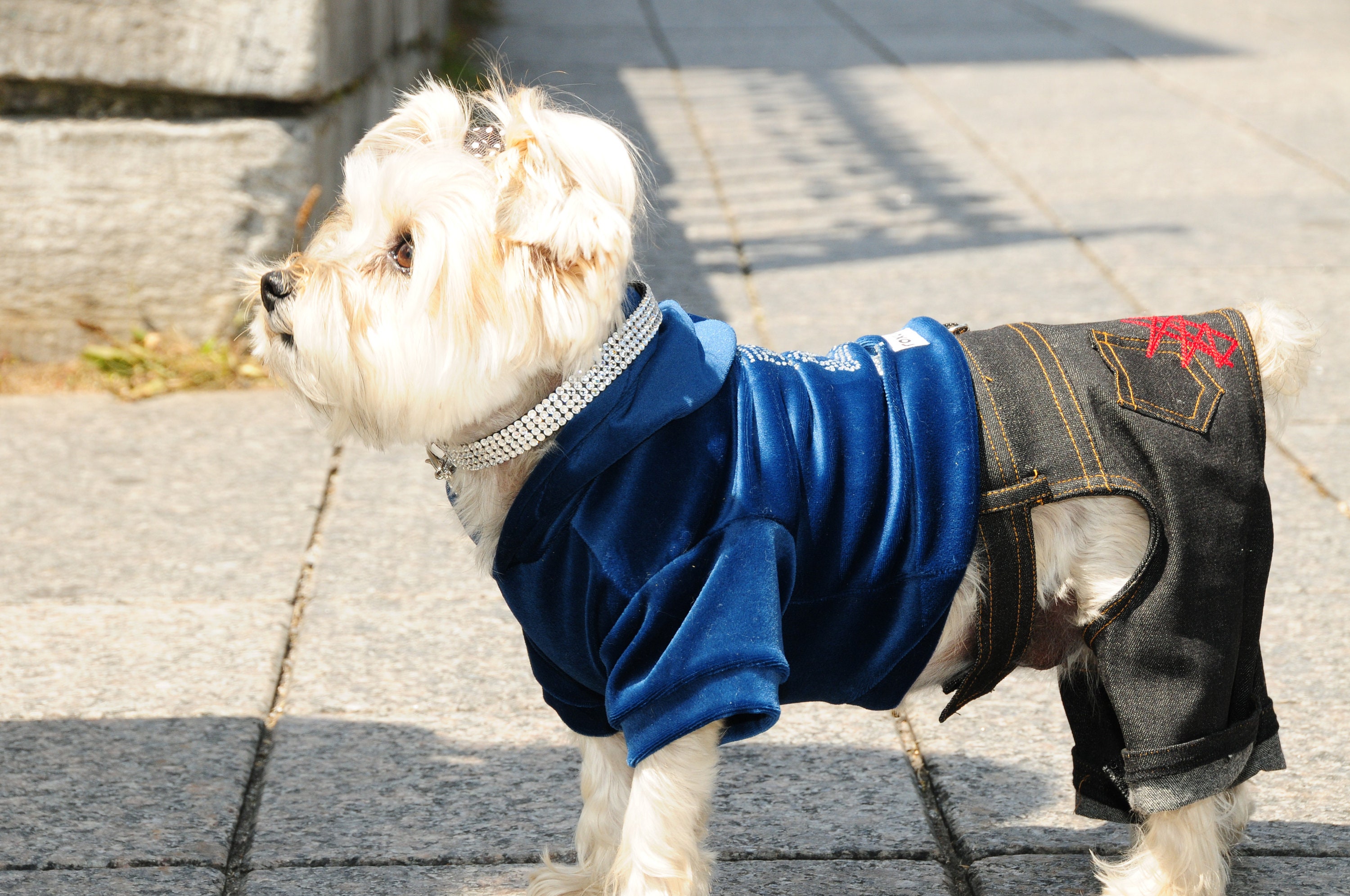 Dog Jeans Denim Bottoms Puppy Pants RLP06 - Etsy