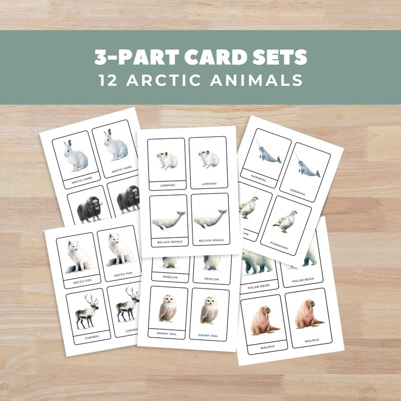 Arctic Animals Montessori 3-part Cards, Preschool Vocabulary, Early ...