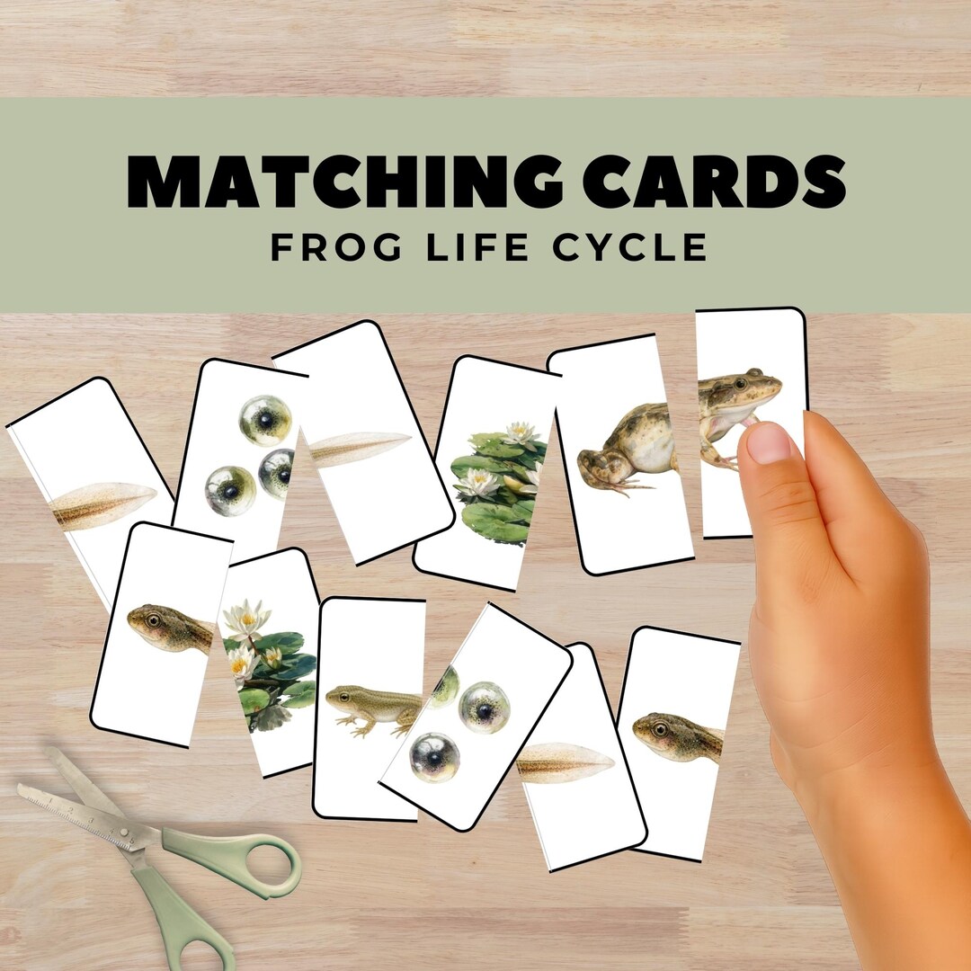 Frog Life Cycle Matching Cards, Elementary Biology Activity, Homeschool ...