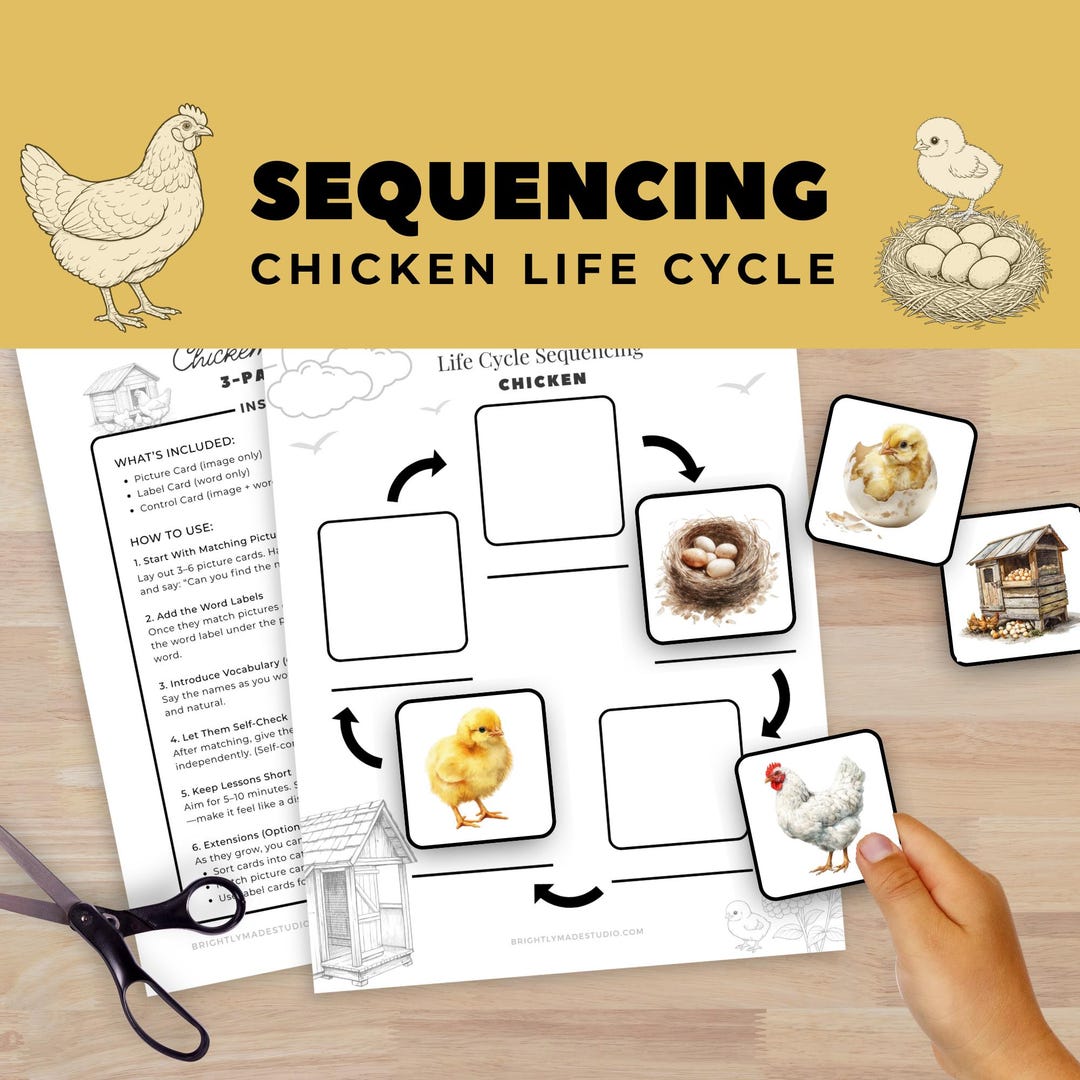 Chicken Life Cycle Sequencing Activity, Elementary Biology Cut and ...