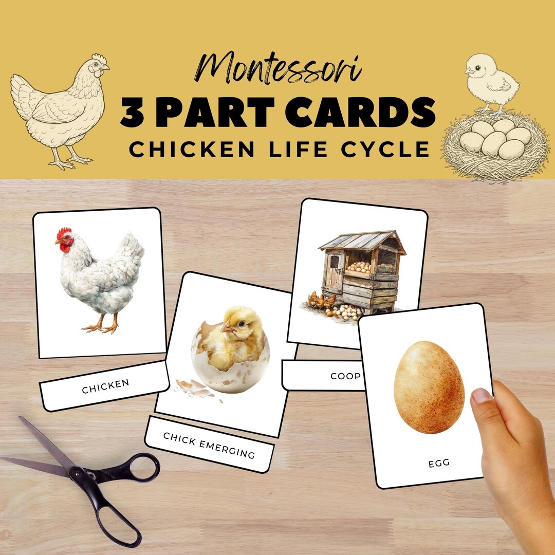 Chicken Life Cycle Montessori 3-part Cards, Elementary Biology ...