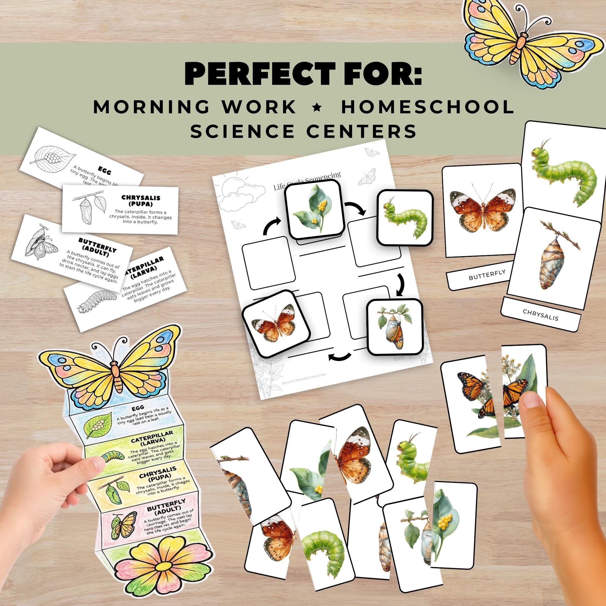 Butterfly Life Cycle Activities BUNDLE, Insects Science Printable ...