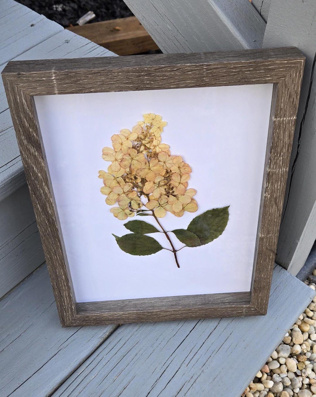 Pressed Hydrangea Flower Picture. Home Decor, Anniversary Gift ...