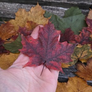 Real Maple Leaves, Preserved Maple Leaves. Wedding Decorations, Art ...