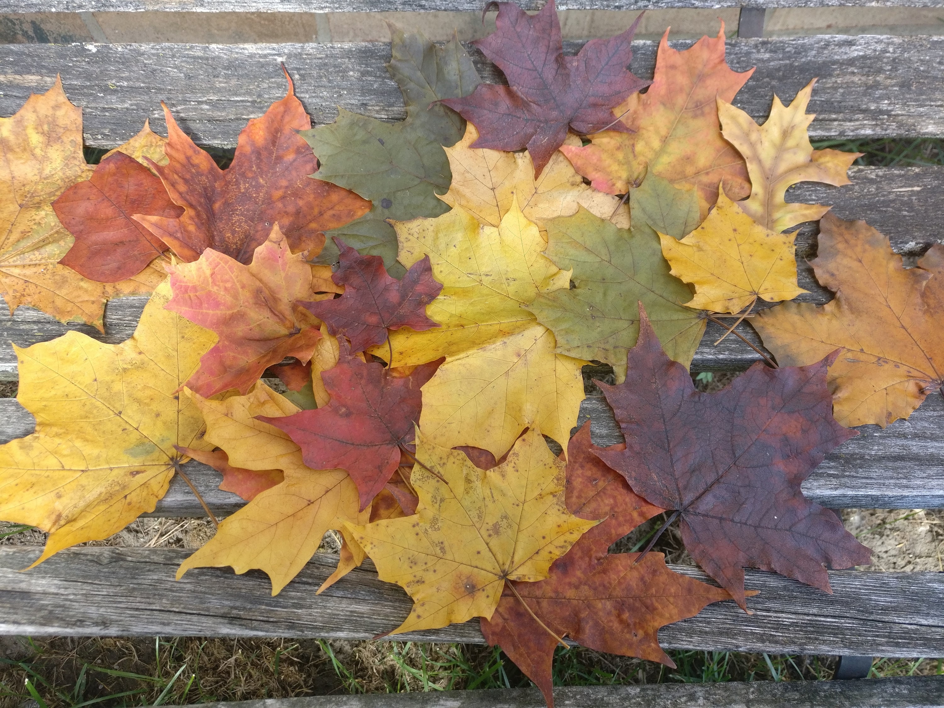 Preserved Maple Leaves. CHOOSE Your AMOUNT. Fall Decor, Wedding Decor ...
