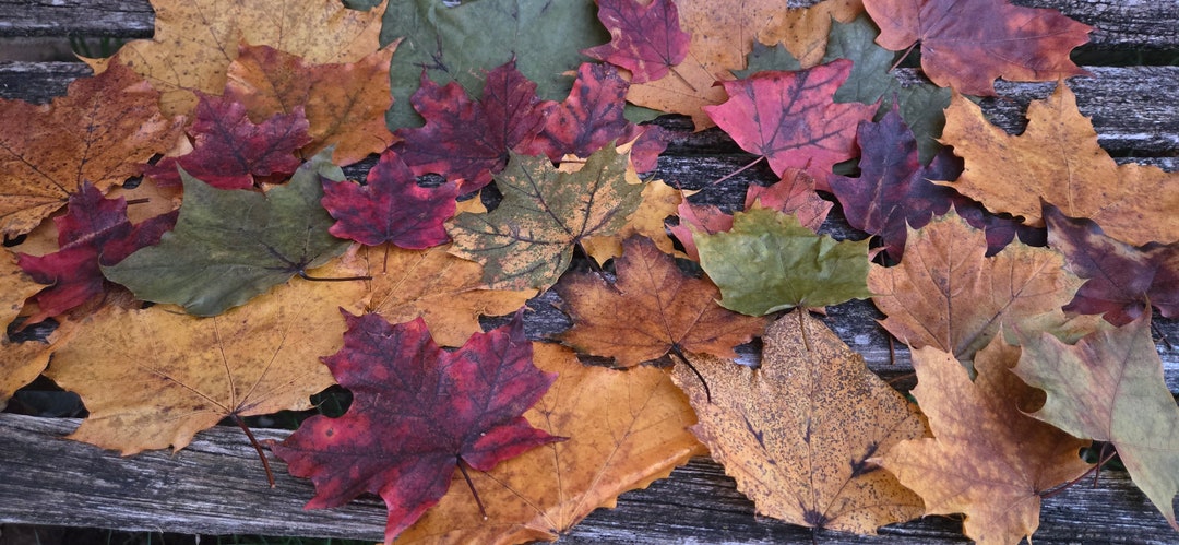 Real Maple Leaves, Preserved Maple Leaves. Wedding Decorations, Art ...