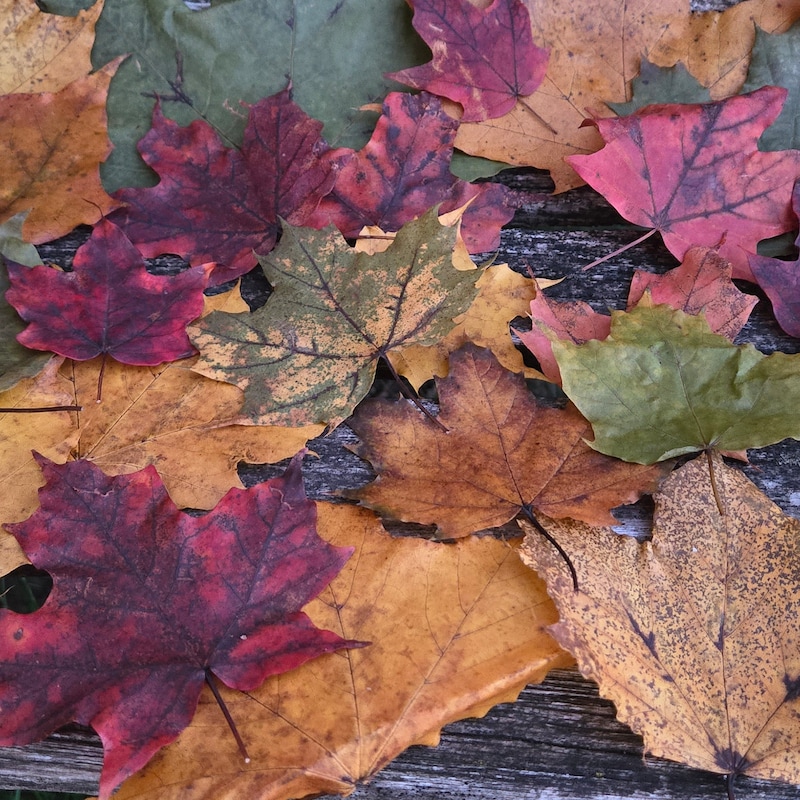 Real Maple Leaf - Etsy