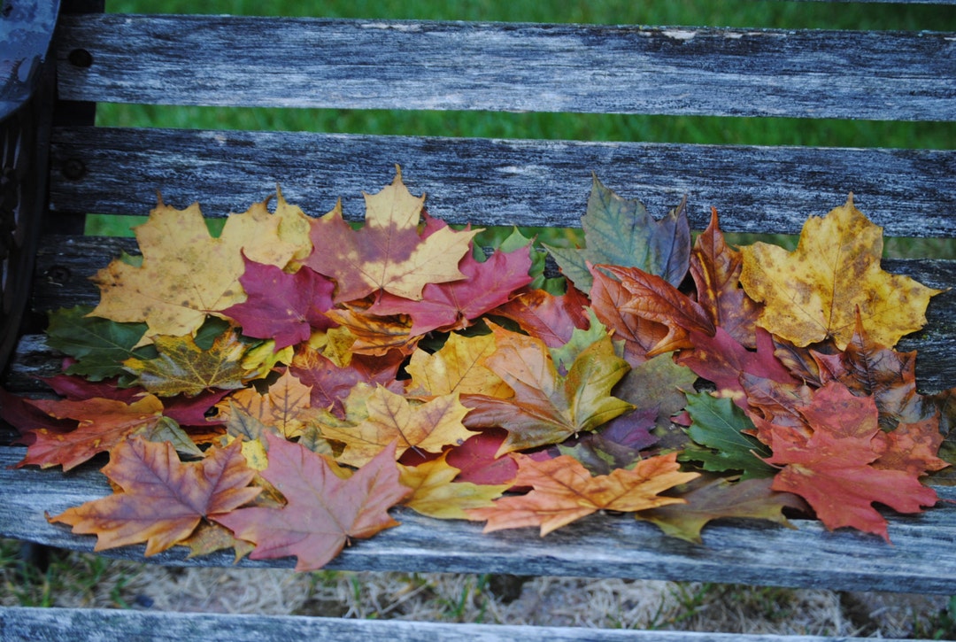 Preserved Maple Leaves. CHOOSE Your AMOUNT. Fall Decor, Wedding Decor ...