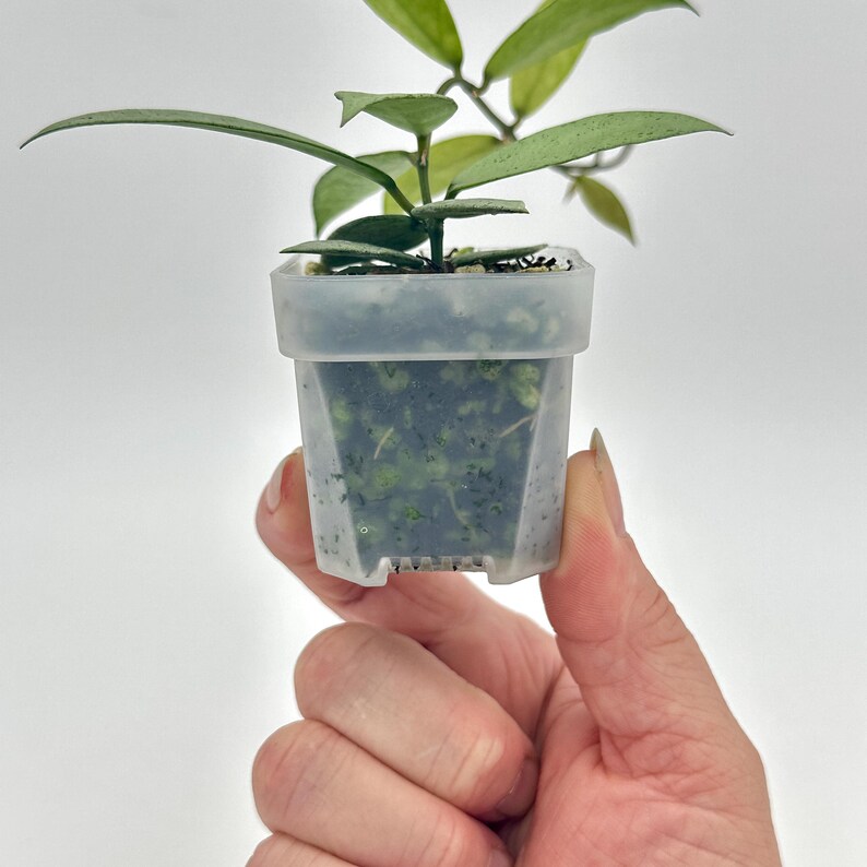 Hoya Lacunosa Winter Pandora | Exact Plant | Silver Foliage | Rare Hoya ...