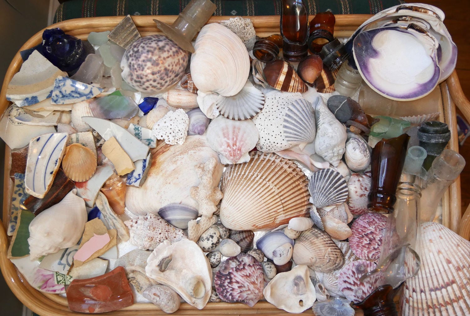MASSIVE Beach Treasures Collection Sea Shells Seashell Sea - Etsy