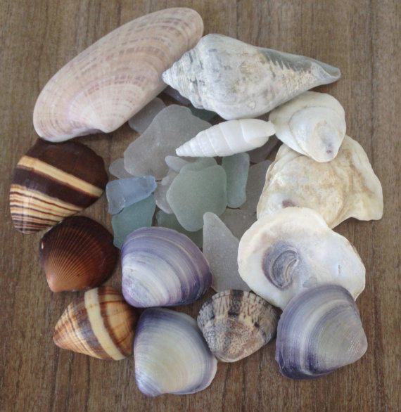 MASSIVE Beach Treasures Collection Sea Shells Seashell Sea - Etsy