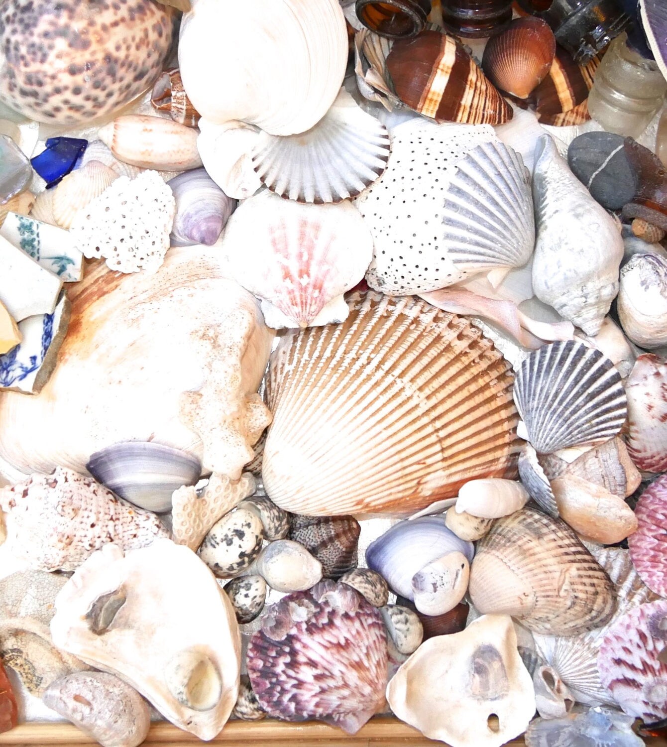 MASSIVE Beach Treasures Collection Sea Shells Seashell Sea - Etsy
