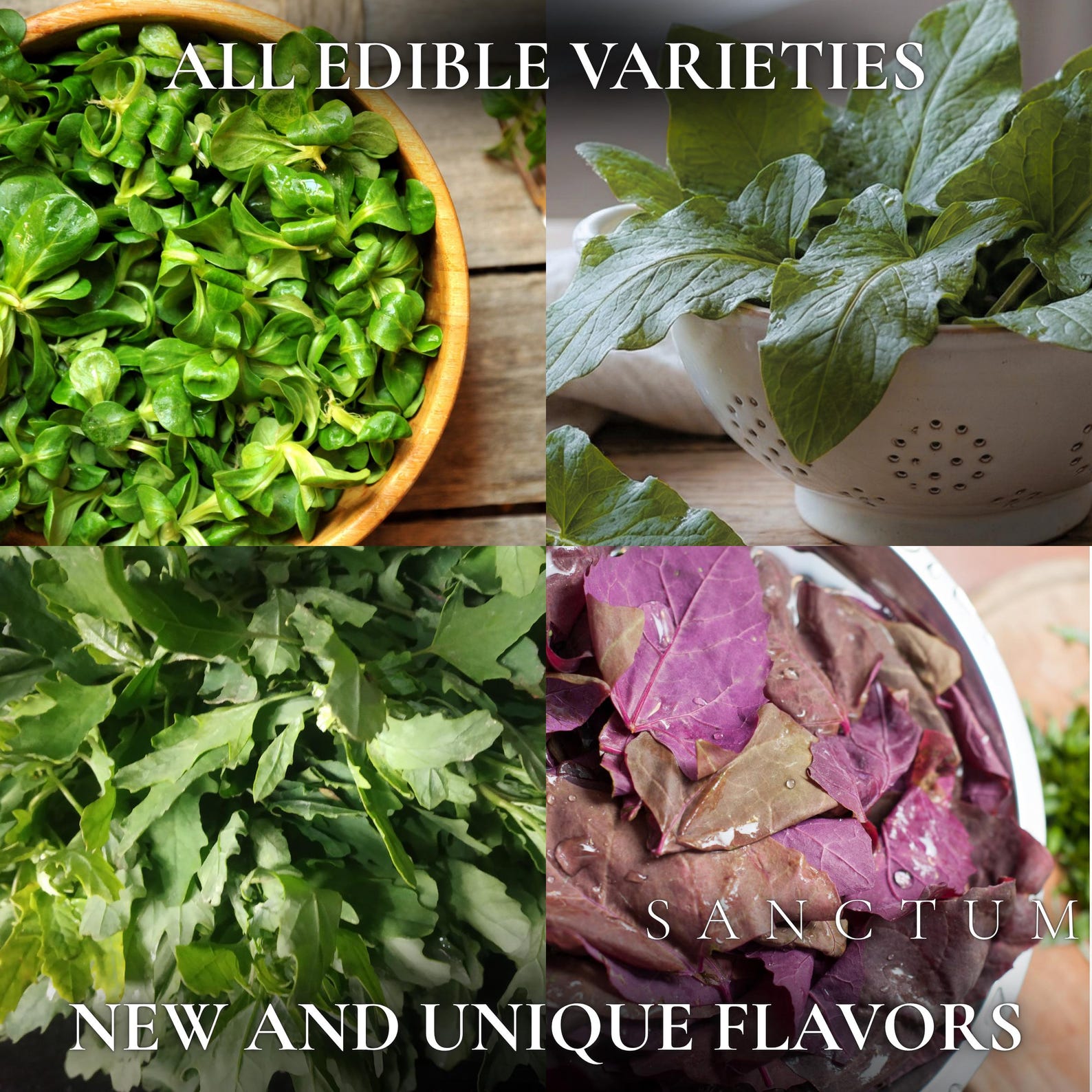 Forgotten Greens Garden Seed Collection | 4 Edible Heritage Greens ...