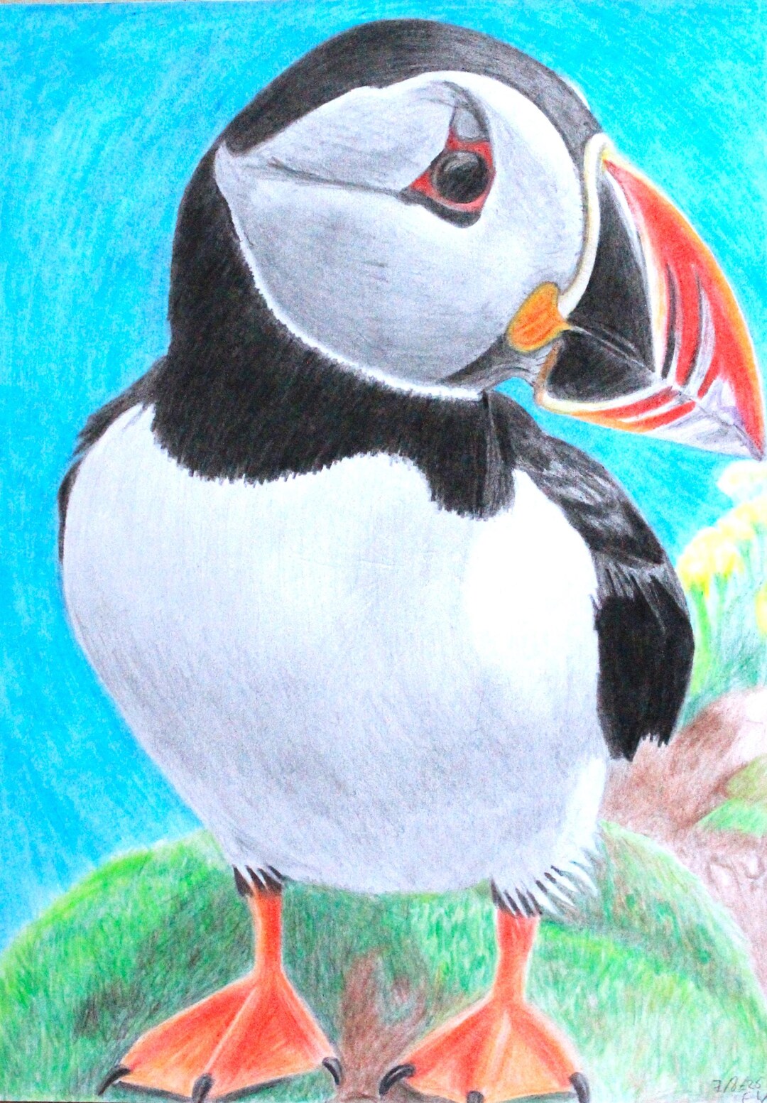 Pencil Drawing of a Puffin - Etsy