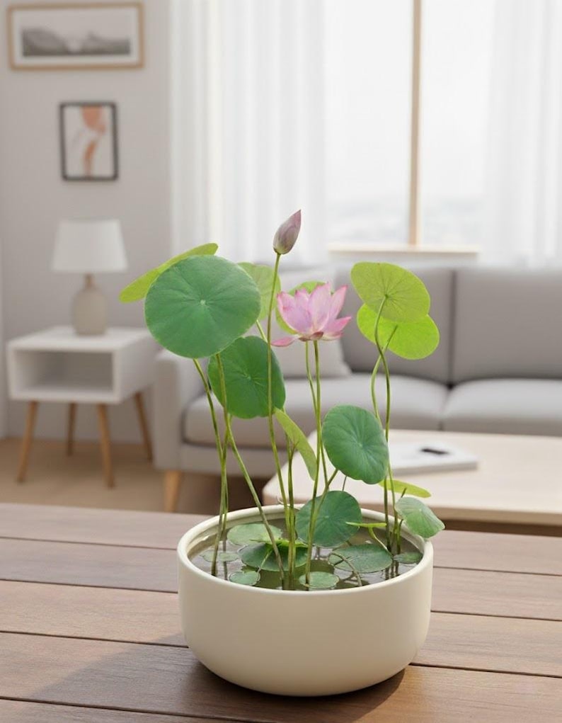 45 Lotus Flower Seeds | Vibrant Blooms | Ponds, Water Gardens | Suited ...