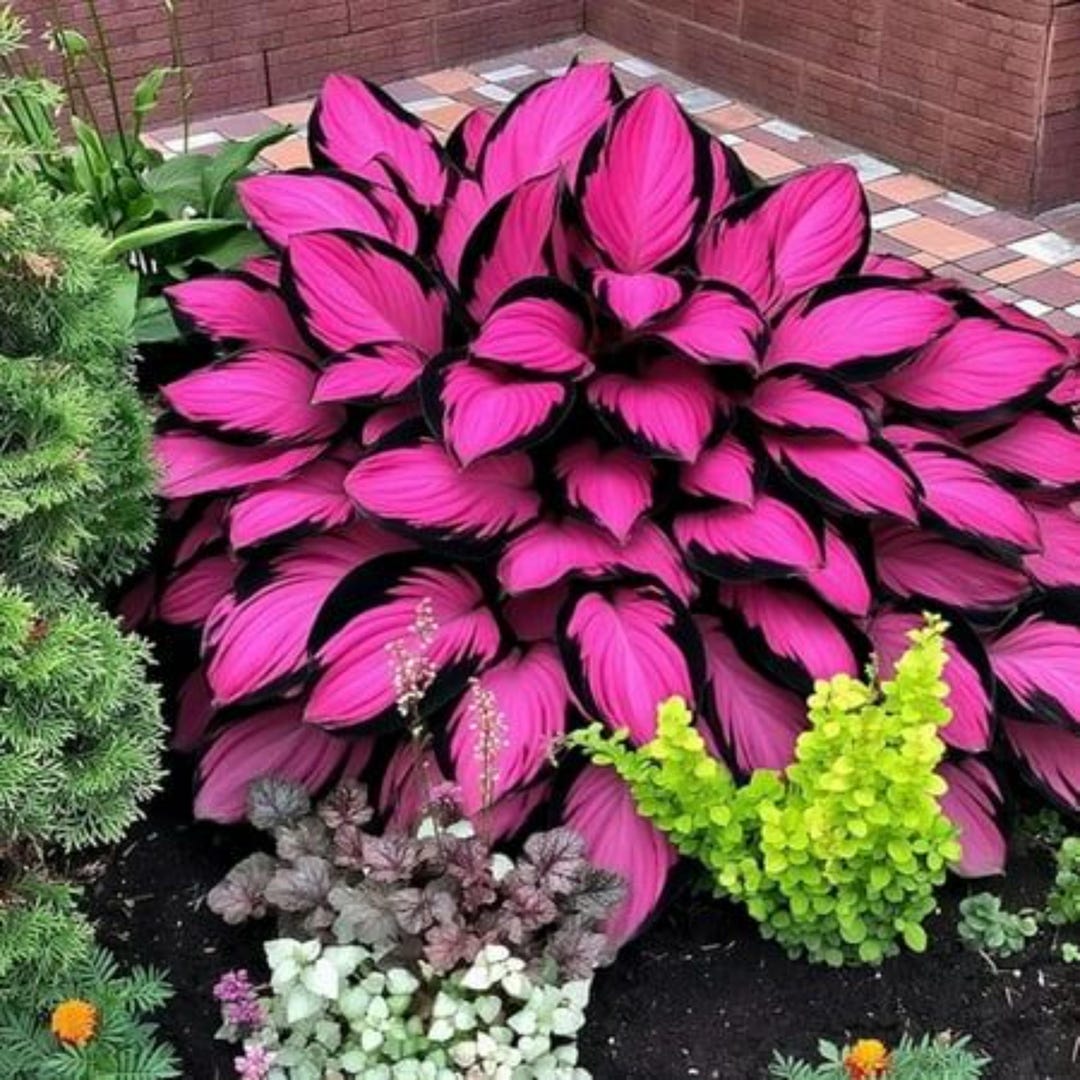 Pink Black 350+ Hosta Seeds – Heart-shaped Leaves – Exotic Shade Garden ...