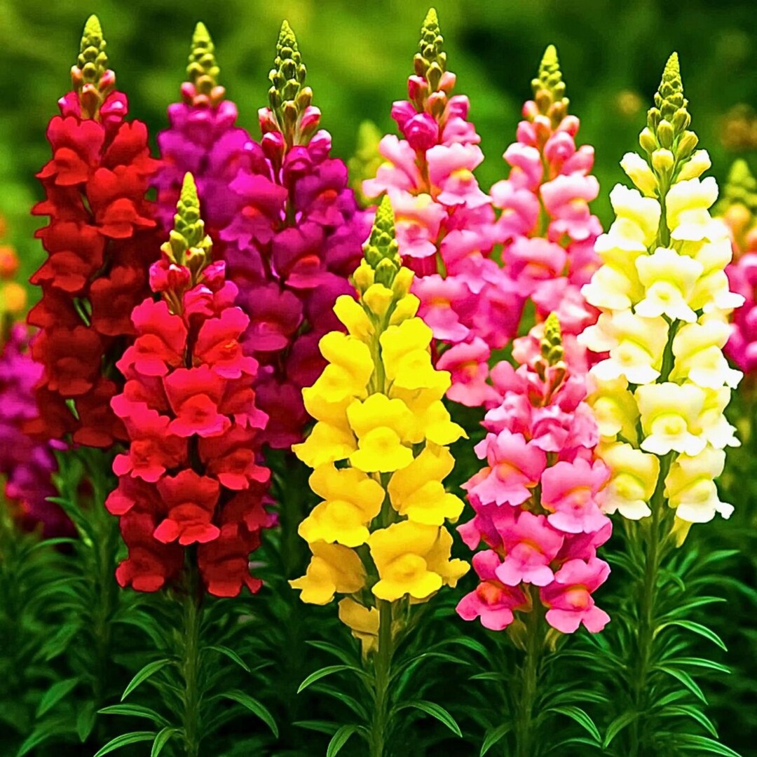 Red Pink Snapdragon Seeds – Large Mixed Heirloom Fragrant Annual Flower ...