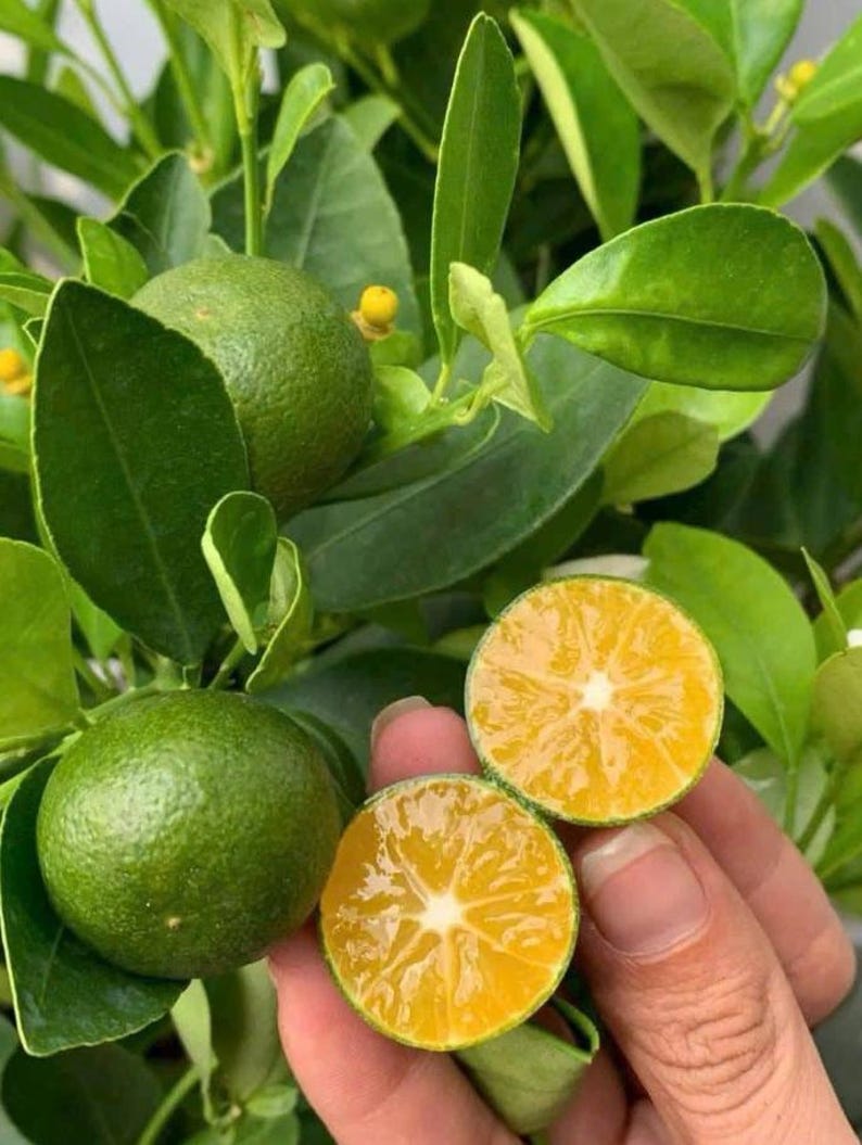 Live Calamansi Orange Tree Calamondin Sweet Orange Fruit Plant Citrus ...