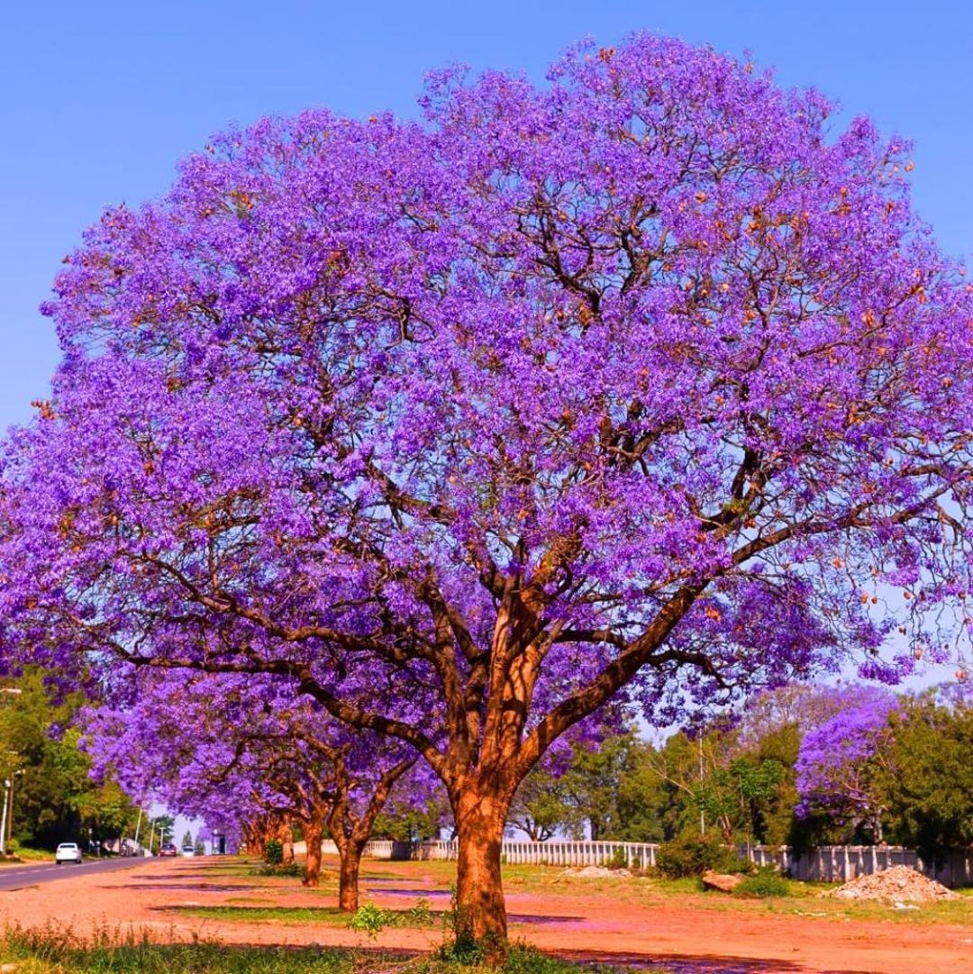Jacaranda Live Starter Plant for Planting, Blue Jacaranda Tree ...