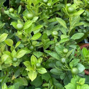 Live Calamansi Orange Tree Calamondin Sweet Oranges Fruit Plant Citrus ...
